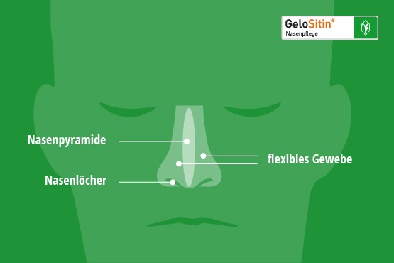 Die Nase – Anatomie & Funktion | GeloSitin® Nasenpflege